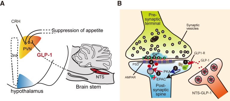 Pang Lab – Mechanisms of synaptic regulation: From stem cell to the brain