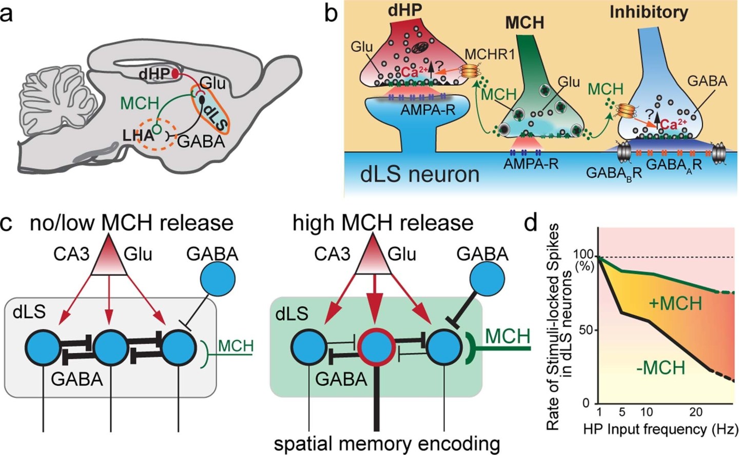 Pang Lab – Mechanisms of synaptic regulation: From stem cell to the brain