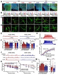Pang Lab – Mechanisms of synaptic regulation: From stem cell to the brain