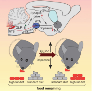 Pang Lab – Mechanisms of synaptic regulation: From stem cell to the brain